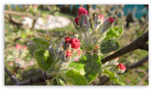 Apple Flowers 4K UHD Wallpaper for UltraHD Desktop and TV