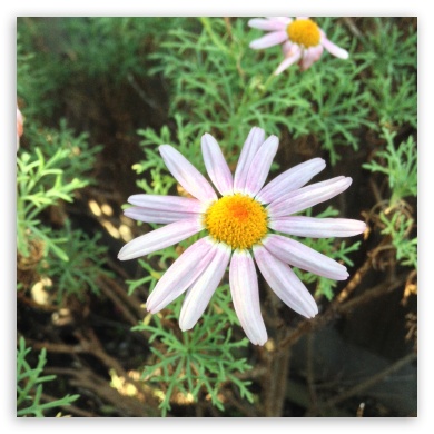 Daisy 4K UHD Wallpaper for UltraHD Desktop and TV