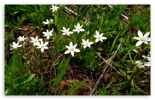 Dexter's Flowers Ultra HD Wallpaper for 4K UHD TV & Desktop : Dual ...