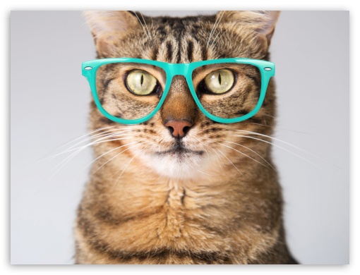 love Cats 4K UHD Wallpaper for UltraHD Desktop and TV