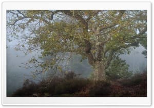Latest 4K UHD Curated Wallpapers for Widescreen and UltraWide Desktop ...