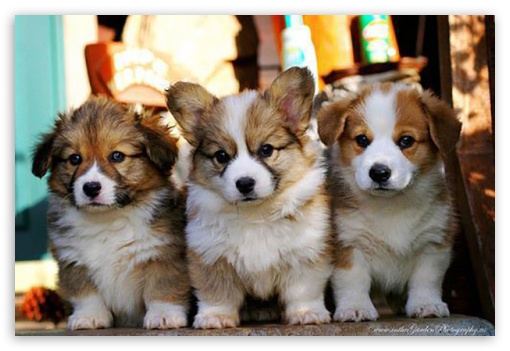 Puppies 4K UHD Wallpaper for UltraHD Desktop and TV