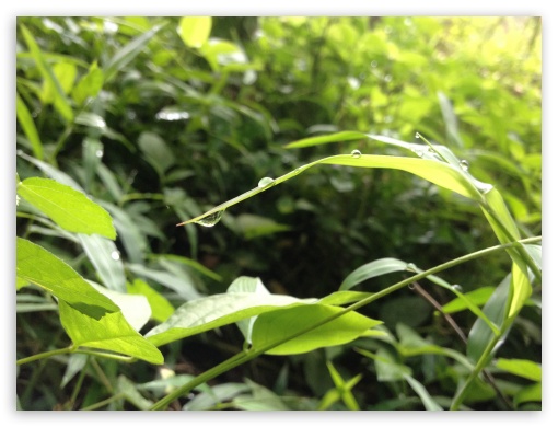 sunshine 4K UHD Wallpaper for UltraHD Desktop and TV