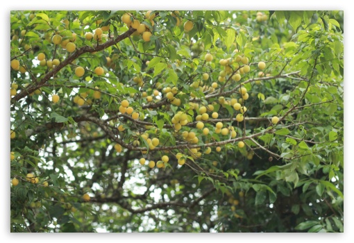 Tree Fruits 4K UHD Wallpaper for UltraHD Desktop and TV