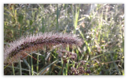 Unica 4K UHD Wallpaper for UltraHD Desktop and TV : Widescreen and ...