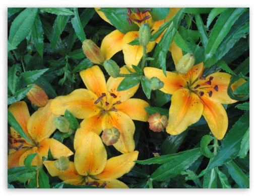 Yellow Lily Ultra HD Wallpaper for 4K UHD TV & Desktop